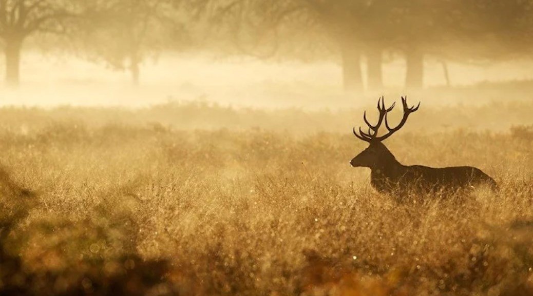 AVBİS nedir, nasıl kullanılır? - Avdoğa Dergisi