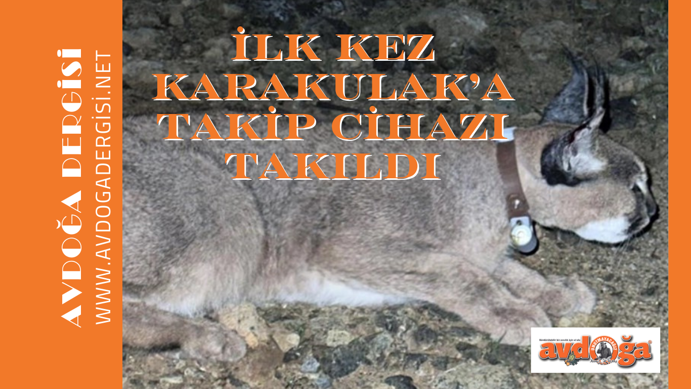 Yaban hayatını korumak hedefleniyor: İlk kez Karakulak’a takip cihazı ...