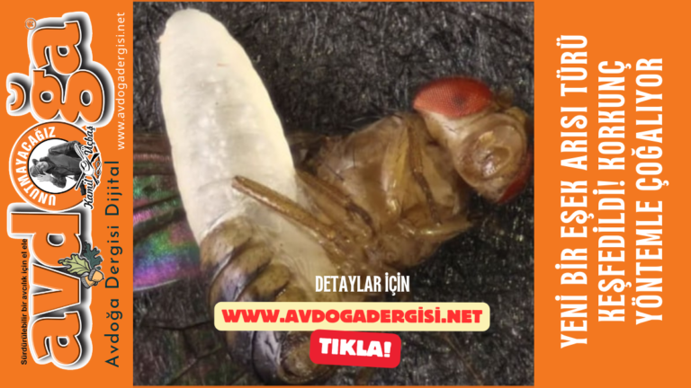 Avbis Giriş Kota Alma 2024 2025 - Avdoğa Dergisi