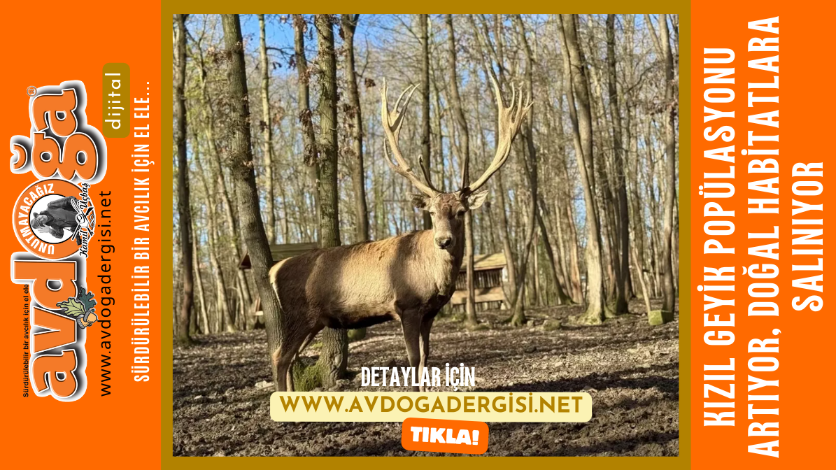 Kızıl Geyik Popülasyonu Artıyor, Doğal Habitatlara Salınıyor - Avdoğa ...